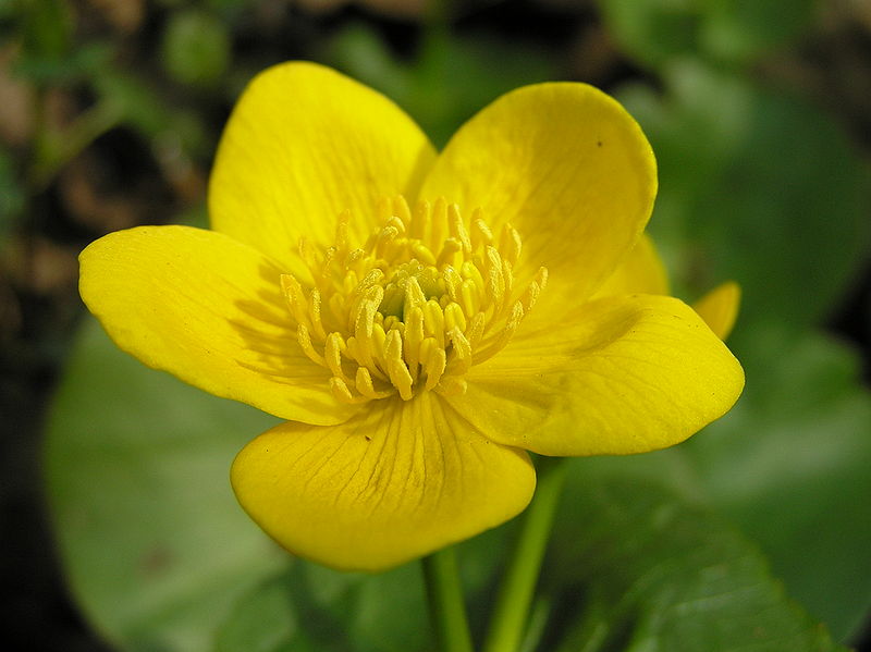 Le Flore annonce le printemps - Fondation OVE